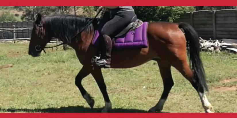 Solo Western Numnah Review - Terri-Lee Rae – Solo Saddlers