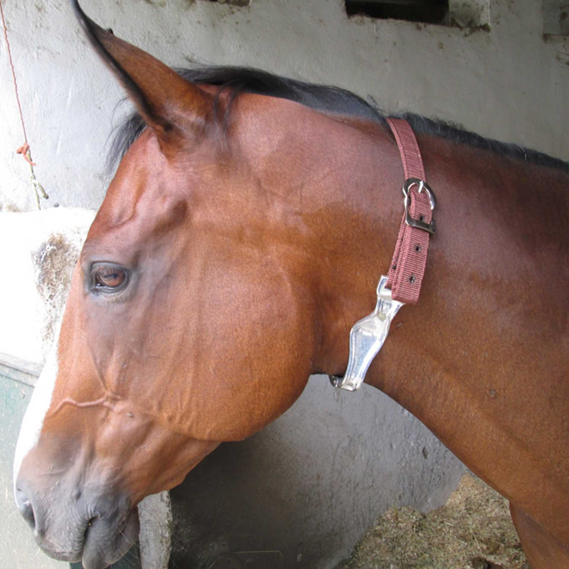 Windsucking Collar Solo Nutcracker – Solo Saddlers