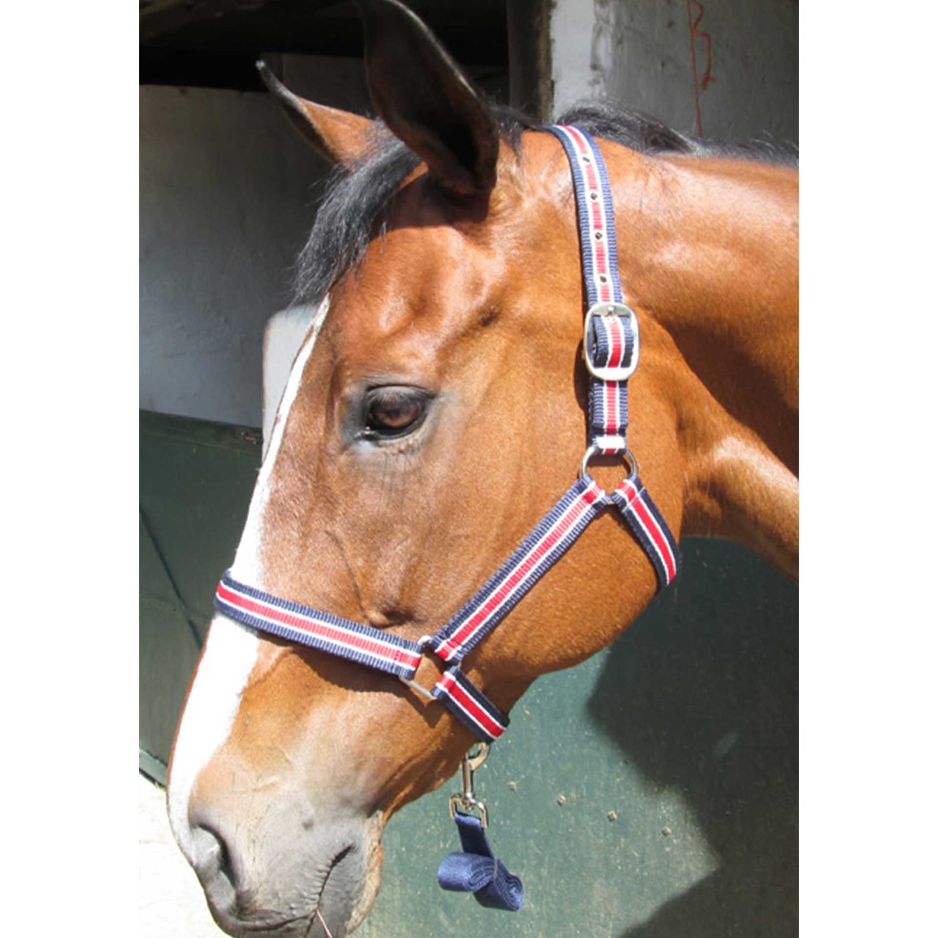 Halter Solo + Lead – Solo Saddlers