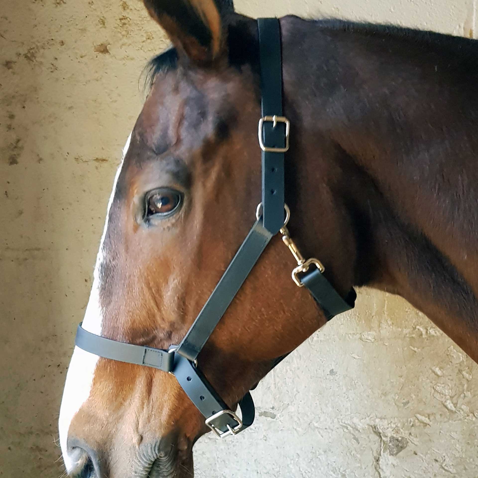 Halter Biothane Solo – Solo Saddlers